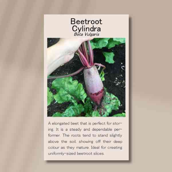 Beetroot Cylindra • Seed Station