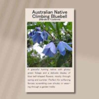 Native Climbing Bluebell • Seed Station