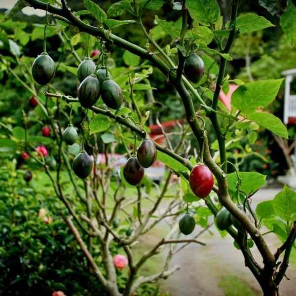 Tamarillo Tree • Seed Station