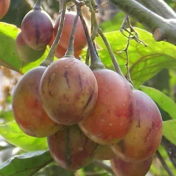 Tamarillo Tree • Seed Station