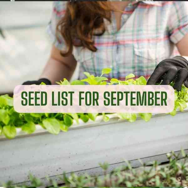 What Seeds To Plant In September • Seed Station