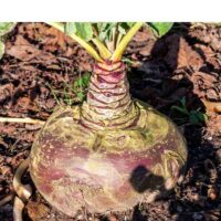 Swede Archives • Seed Station